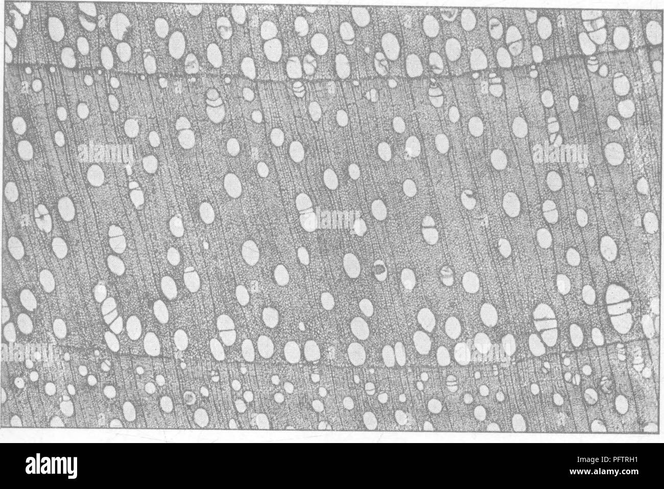 Diffuse Porous High Resolution Stock Photography and Images - Alamy