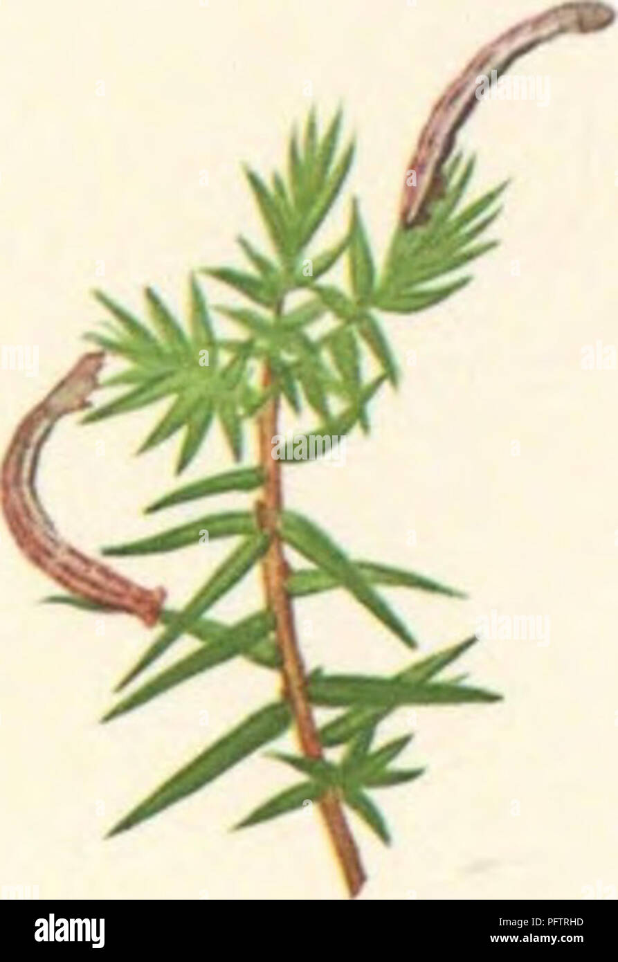 This resource covers the biology of the Eupithecia genus, focusing on ...