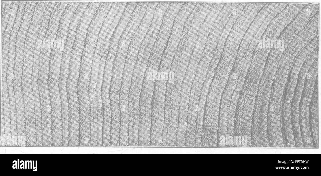 Ring porous wood hi-res stock photography and images - Alamy