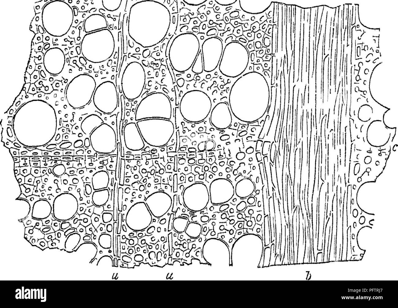 Different timbers Black and White Stock Photos & Images - Alamy