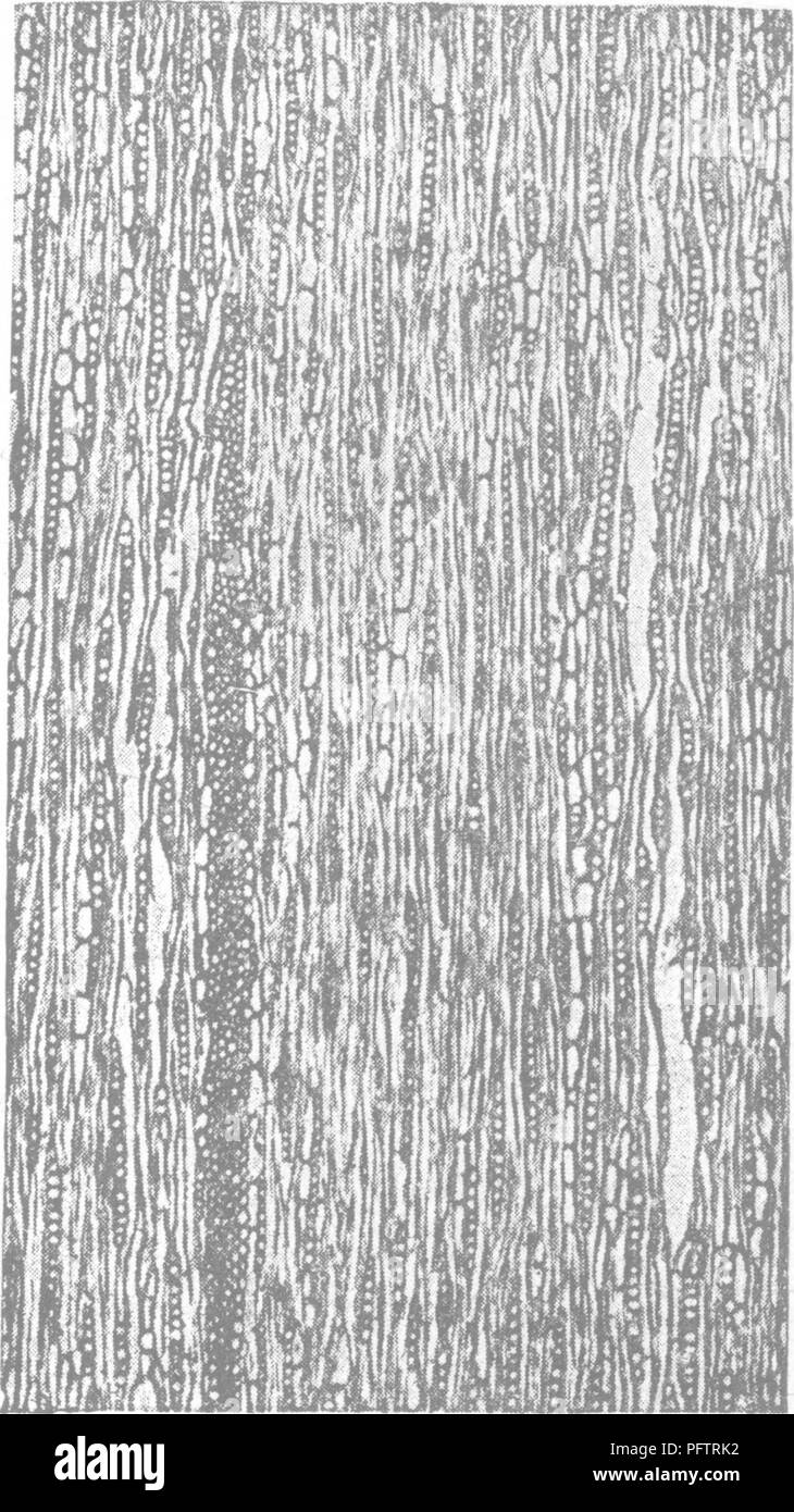 Chambered pith hi-res stock photography and images - Alamy