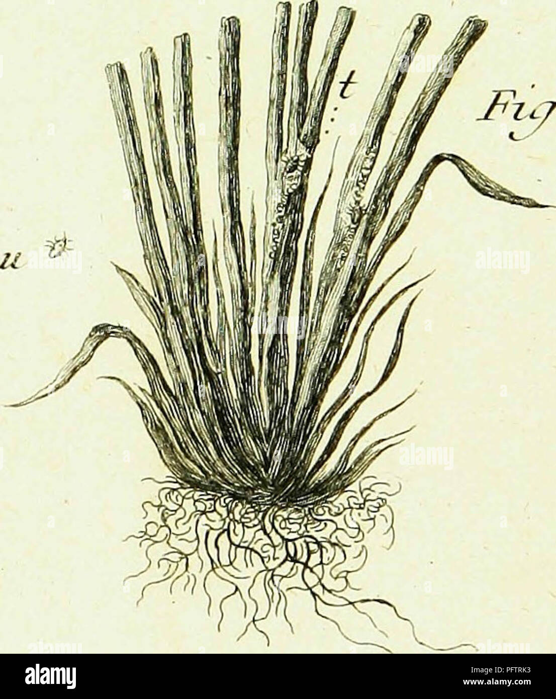 Geoffroy’s work on insects includes detailed descriptions of various ...