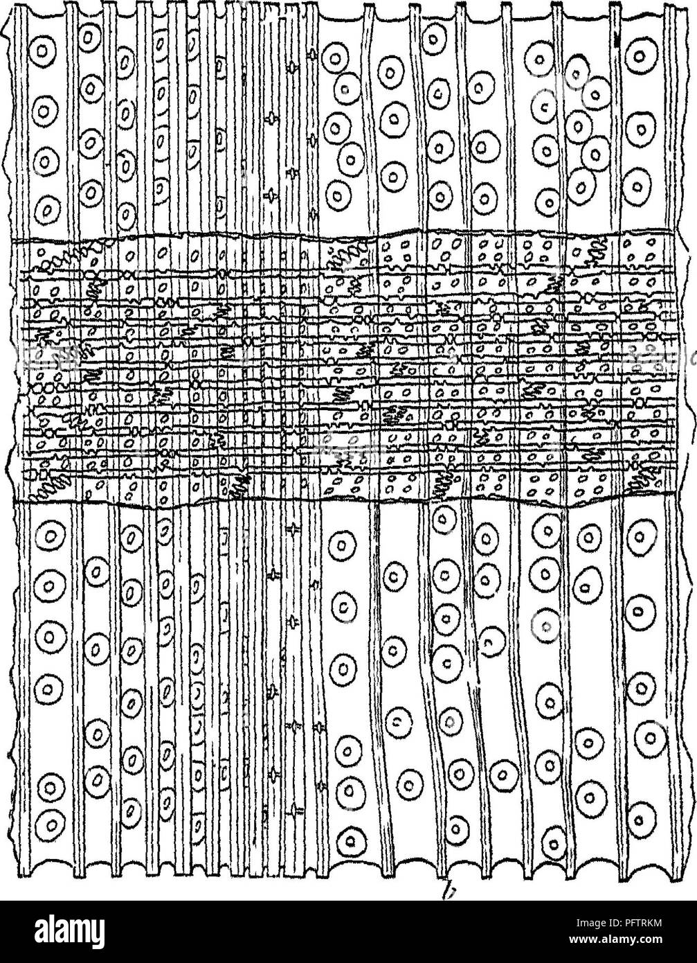 Radial Section Of Pine Wood