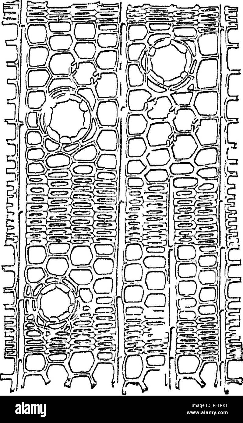Tangential Section Of Pine Wood