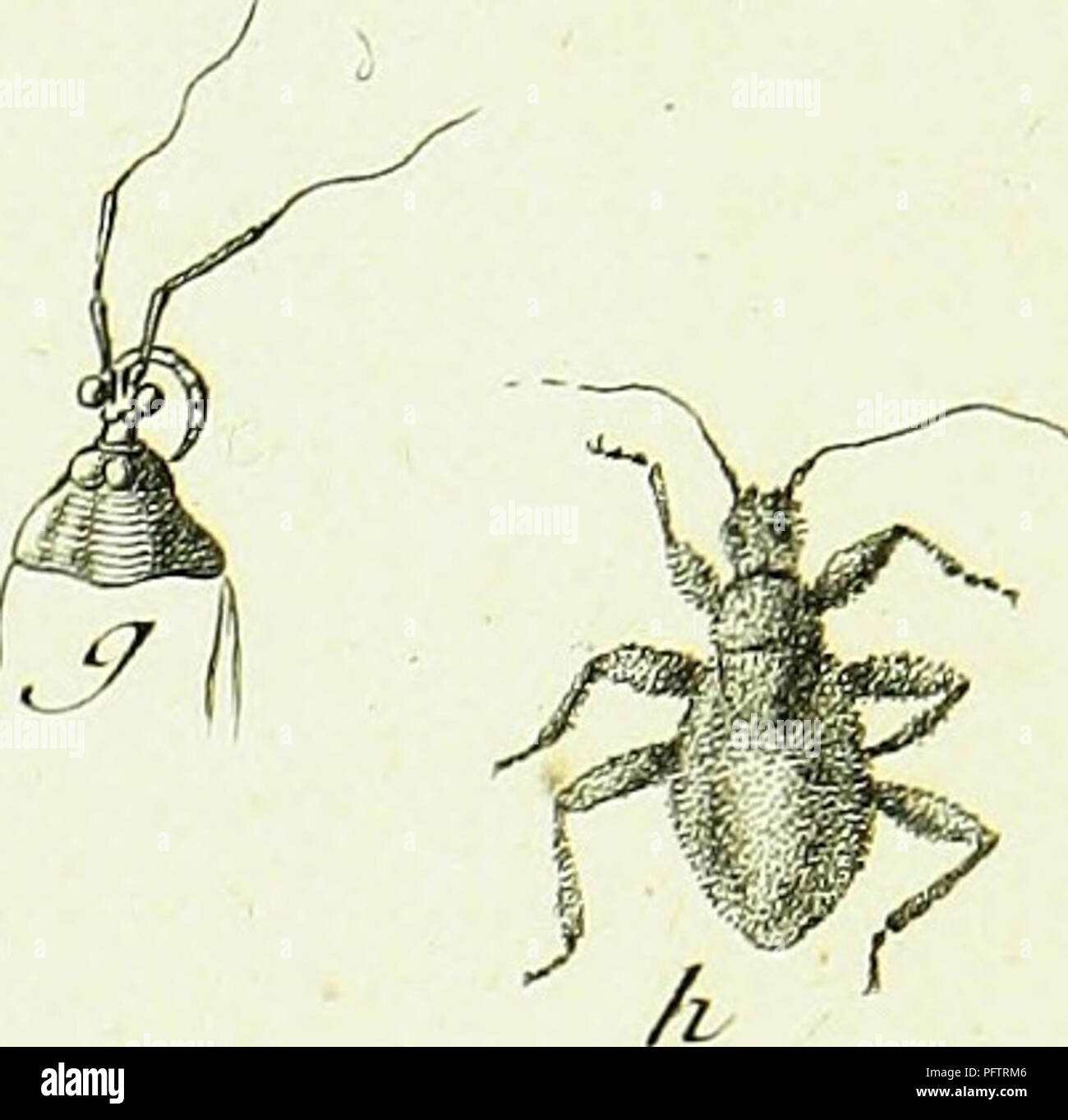 A brief history of insects by Etienne-Louis Geoffroy, providing ...