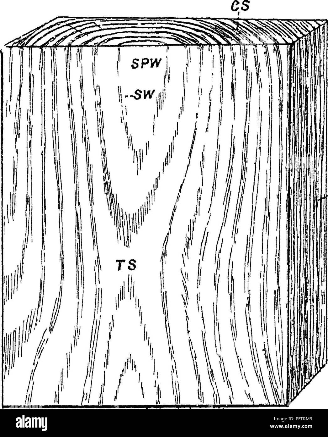 . Wood; a manual of the natural history and industrial applications of ...