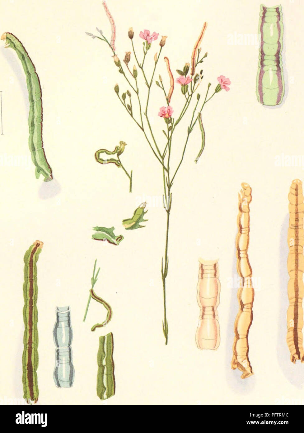 This work focuses on the biology of Eupithecia, a genus of moths. It ...