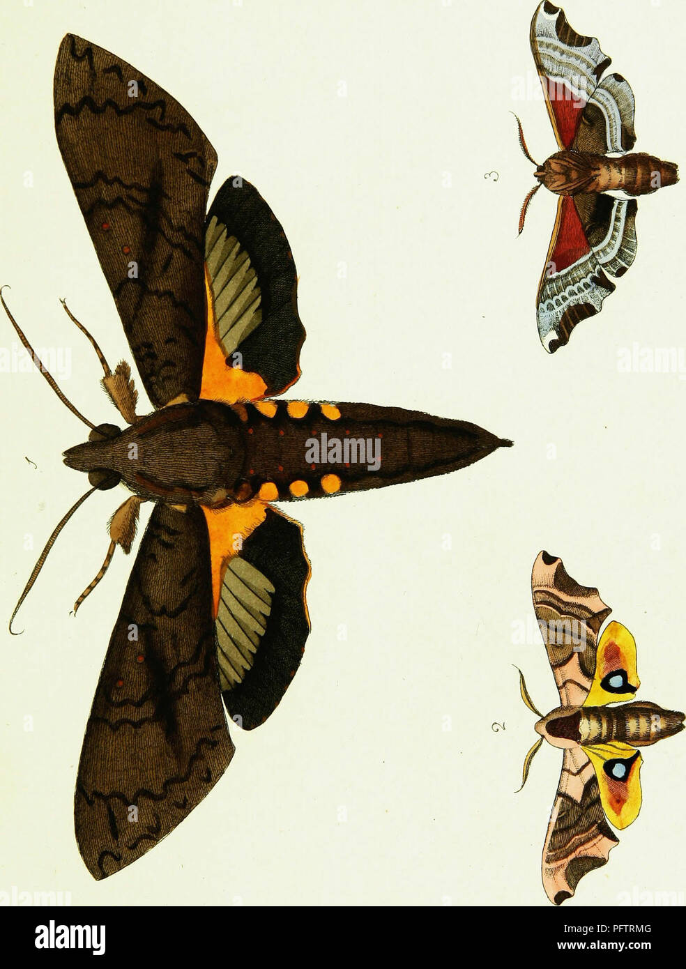 This illustration features exotic insects, with over 240 figures ...