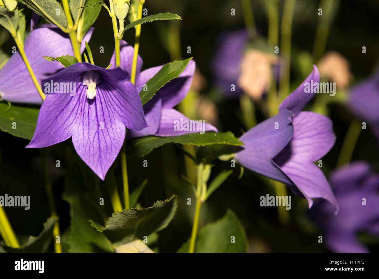 Balloon Flower (Platycodon grandiflorus Stock Photo - Alamy