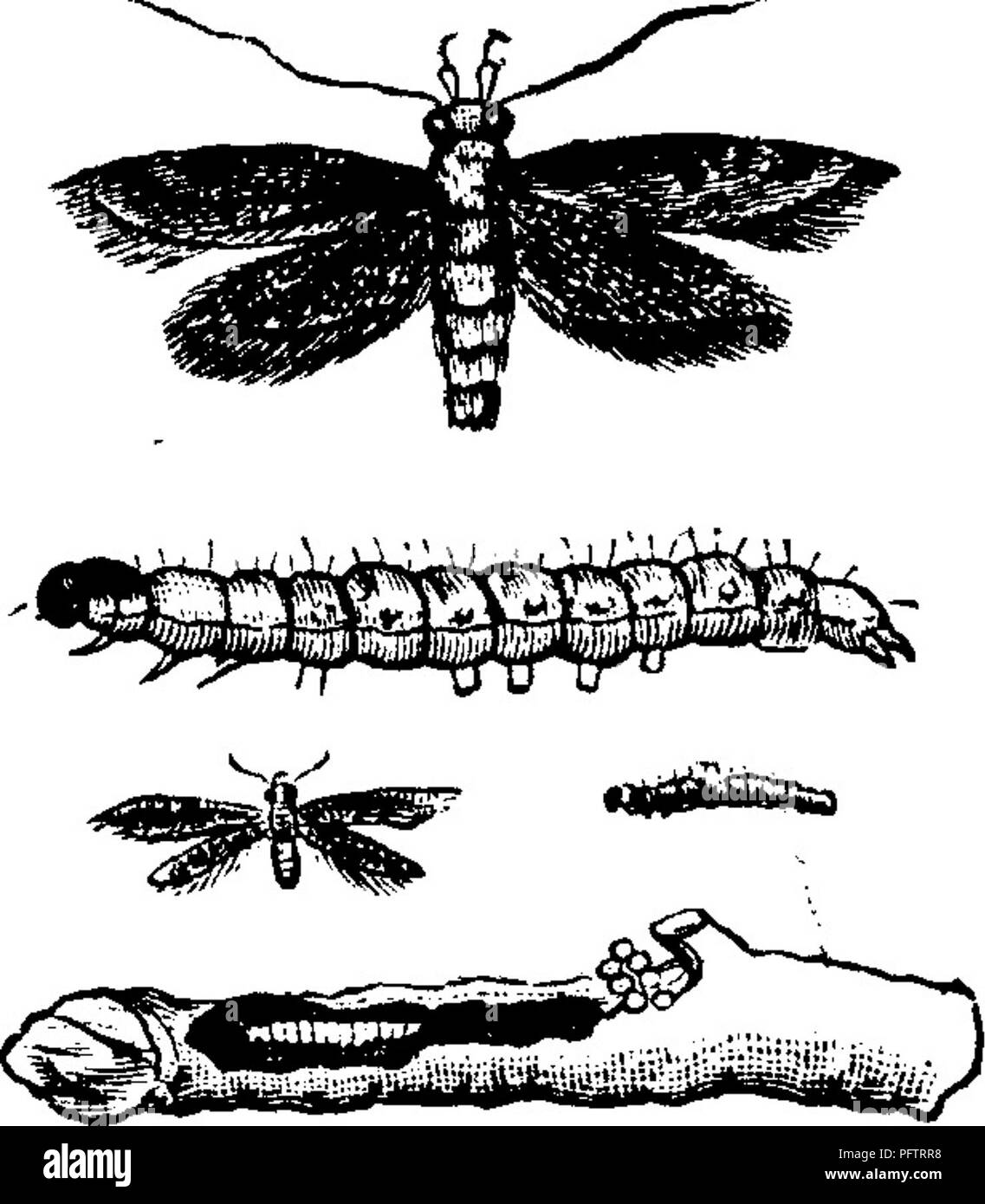 This work illustrates various insect pests affecting fruits ...