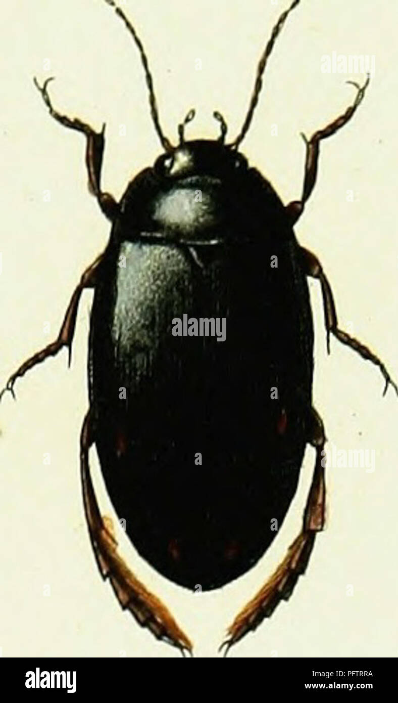This work provides an extensive illustration and natural history of ...