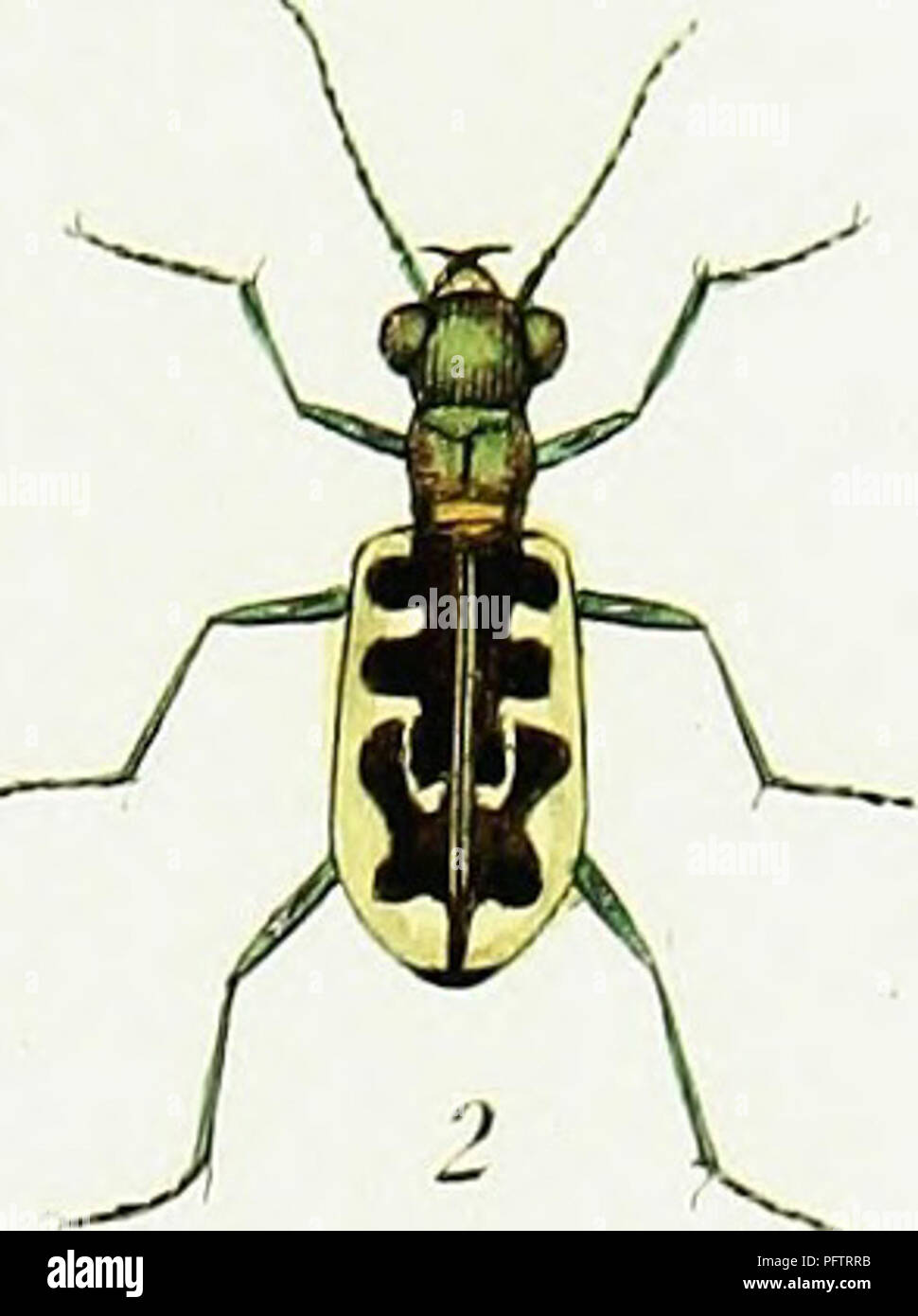 This work presents an illustrated study of European beetles, focusing ...