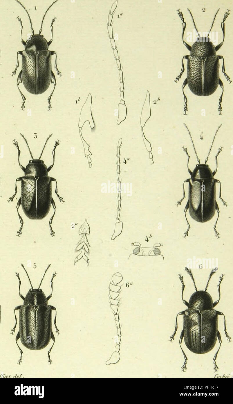 This work provides a systematic and critical examination of beetle ...