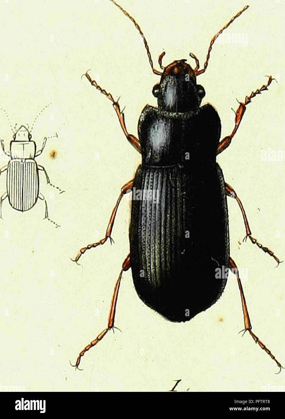 A detailed iconography and natural history of European beetles ...