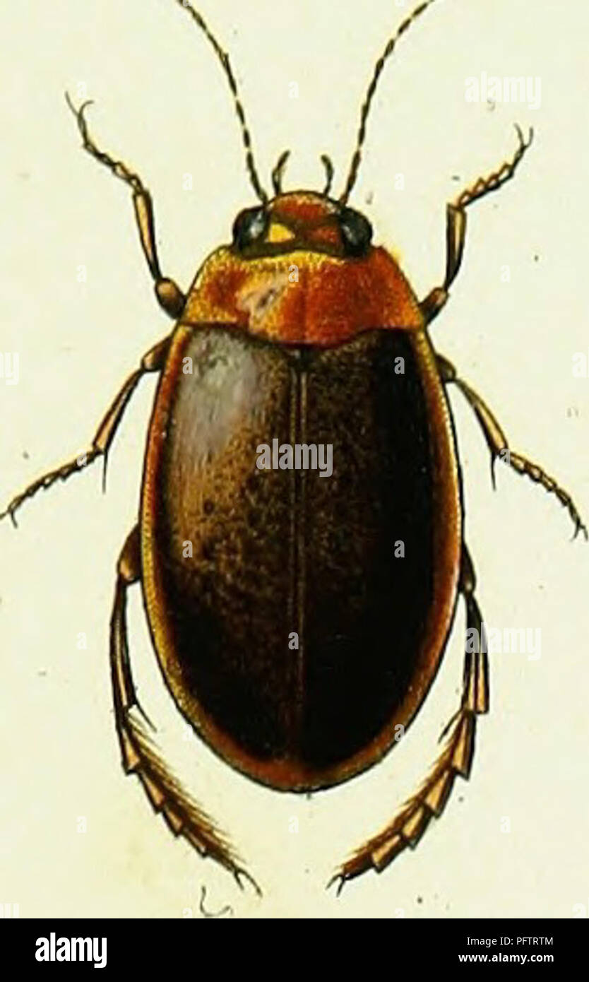This image showcases an illustration of European beetles, focusing on ...