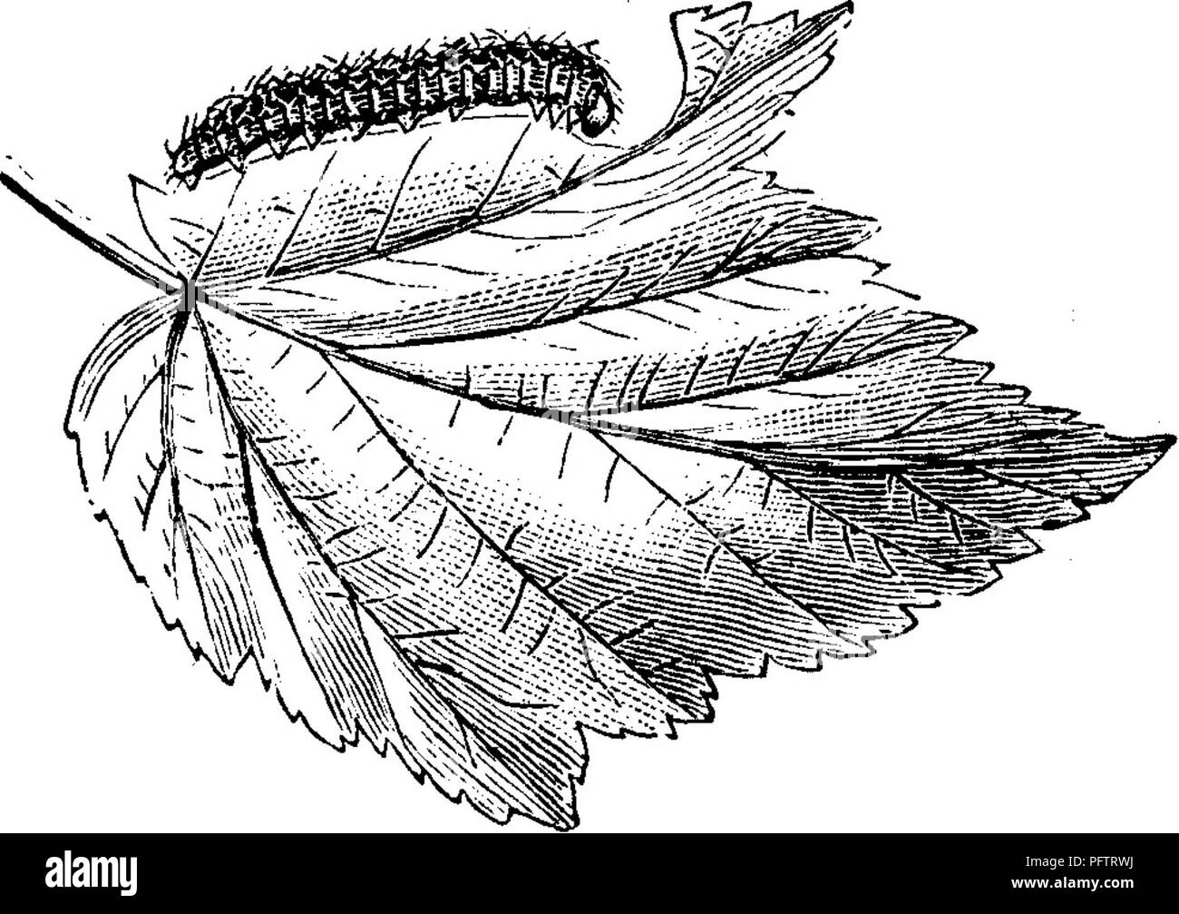 This illustrated guide provides detailed descriptions of insects that ...