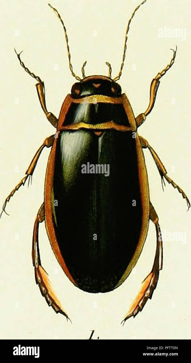 This illustration from an entomological study depicts various species ...