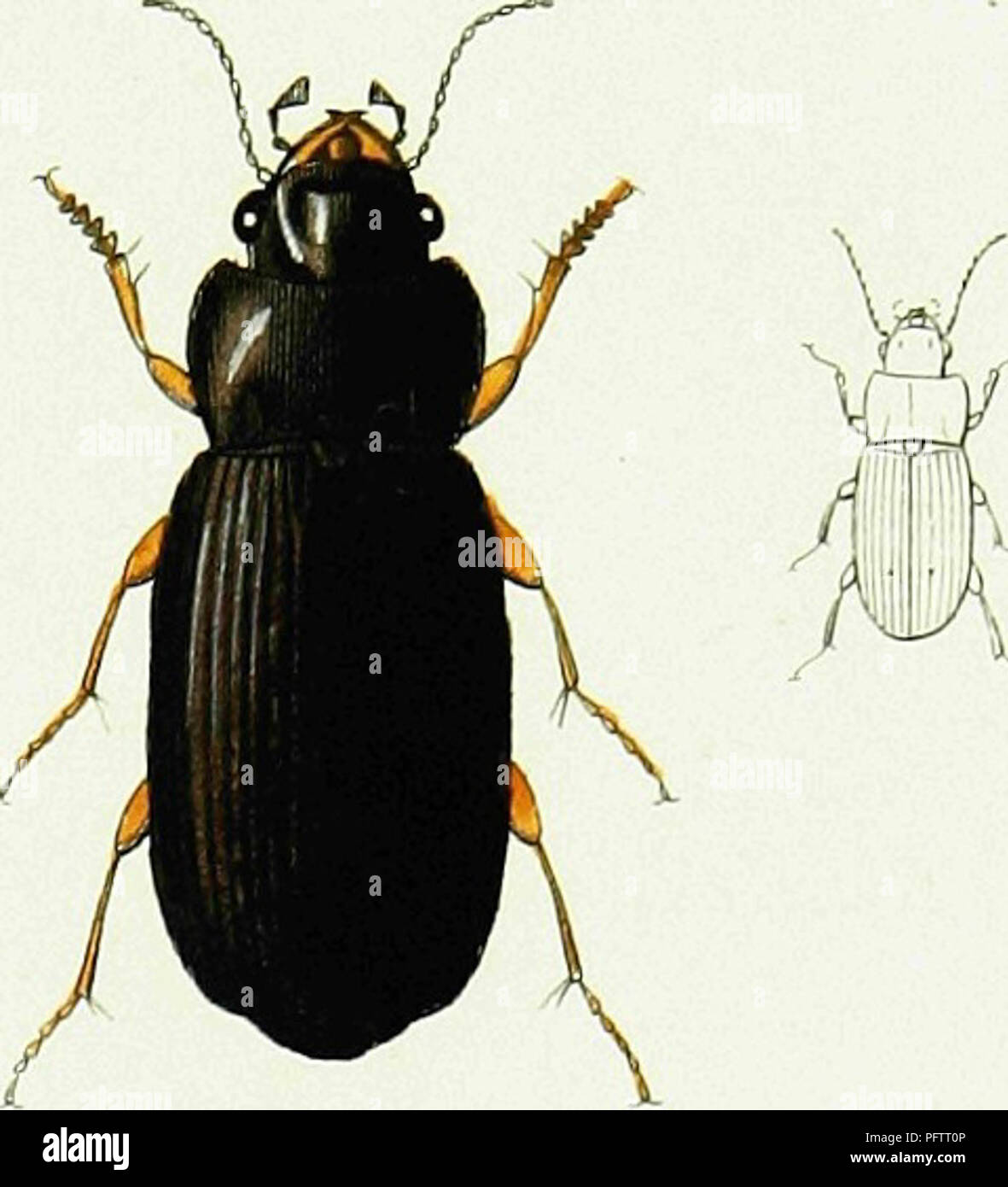 This work focuses on the natural history and iconography of European ...