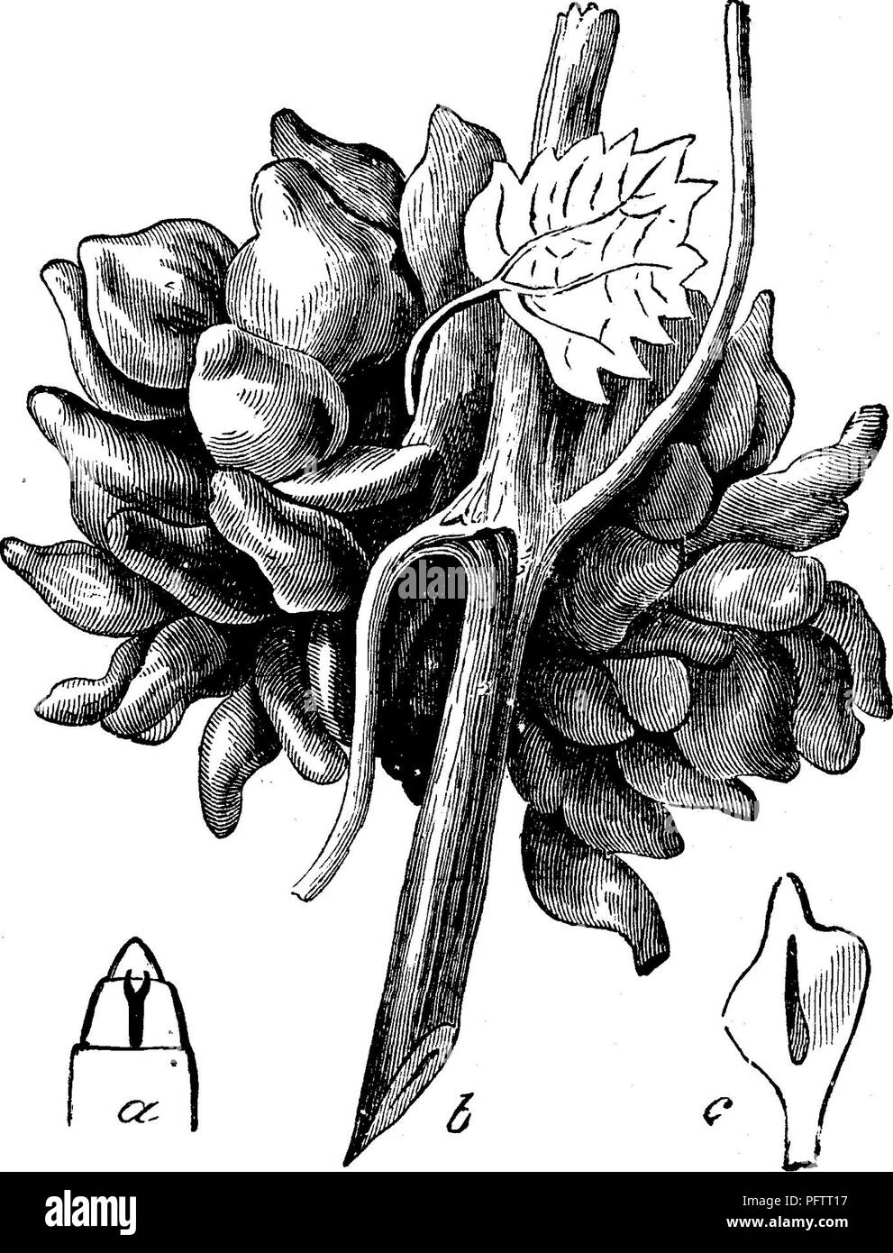 This image from 'Insects Injurious to Fruits' illustrates the Grape ...