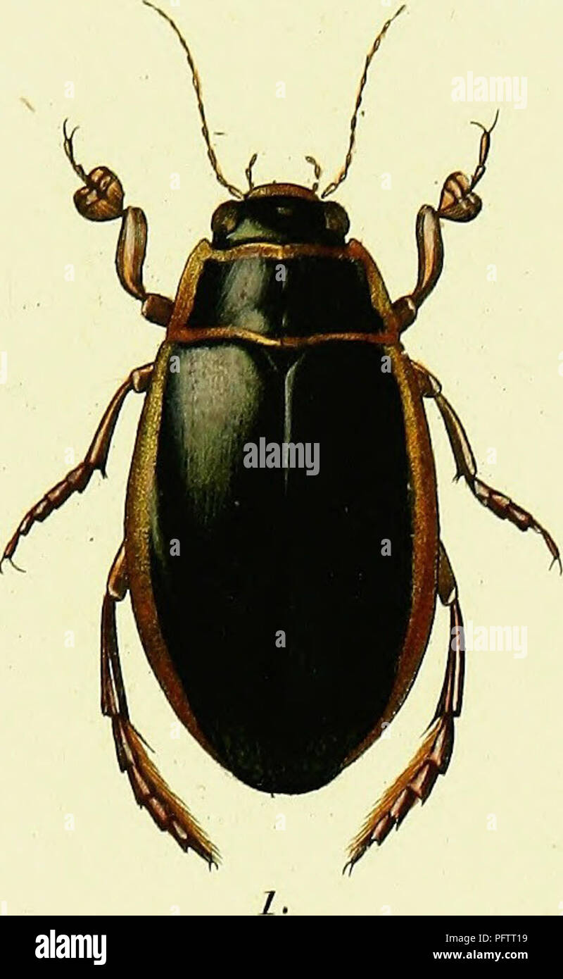 This image is from *Iconographie et Histoire Naturelle des Coleoptera d ...