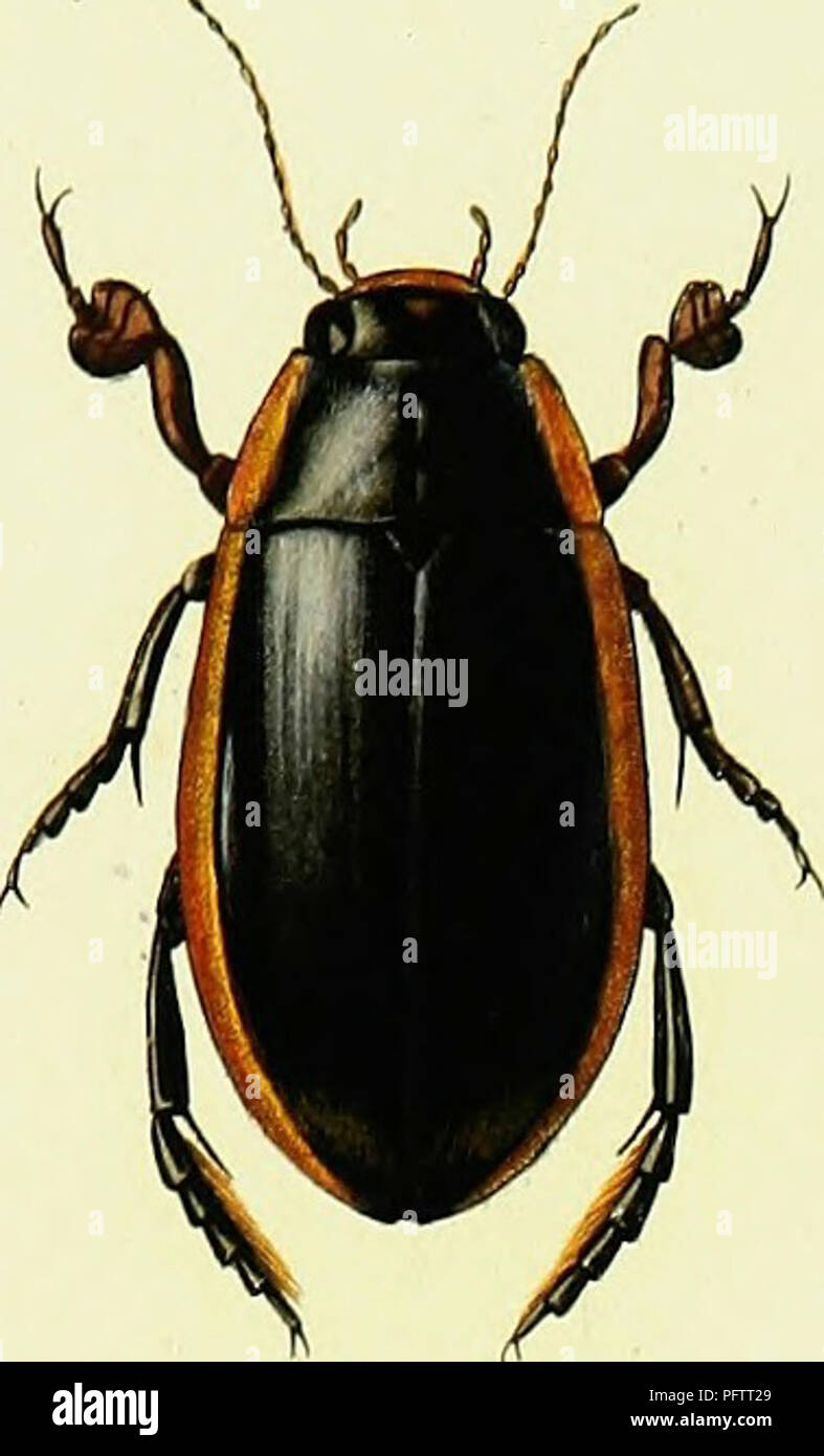 This work presents detailed illustrations and descriptions of European ...