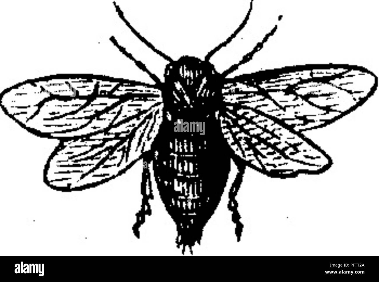 Four winged insect Black and White Stock Photos & Images - Alamy