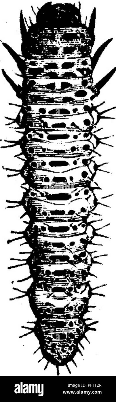 This work details insects that damage fruit crops, with a focus on leaf ...