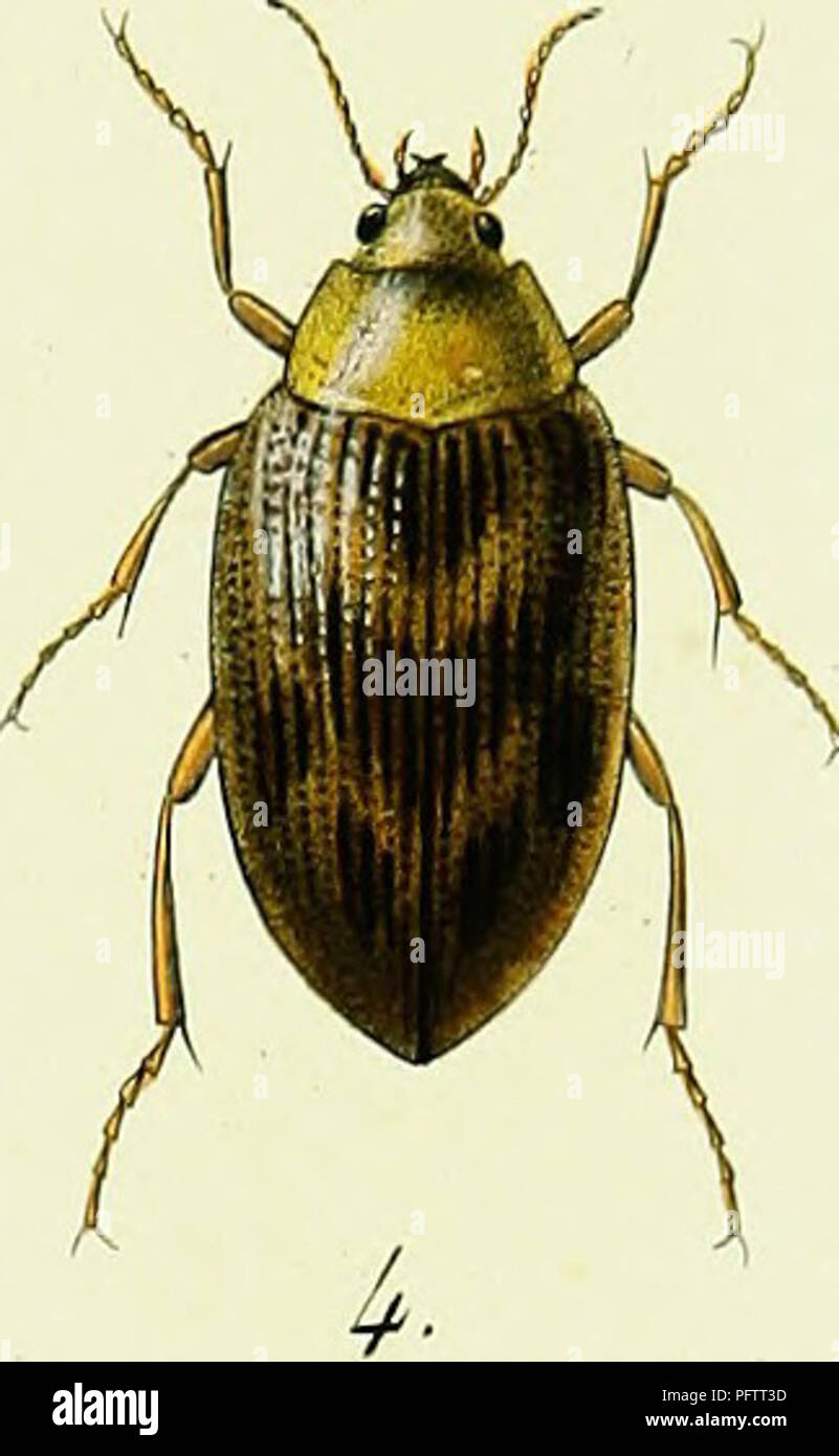 The *Iconographie et histoire naturelle des coléoptères d'Europe* is a ...