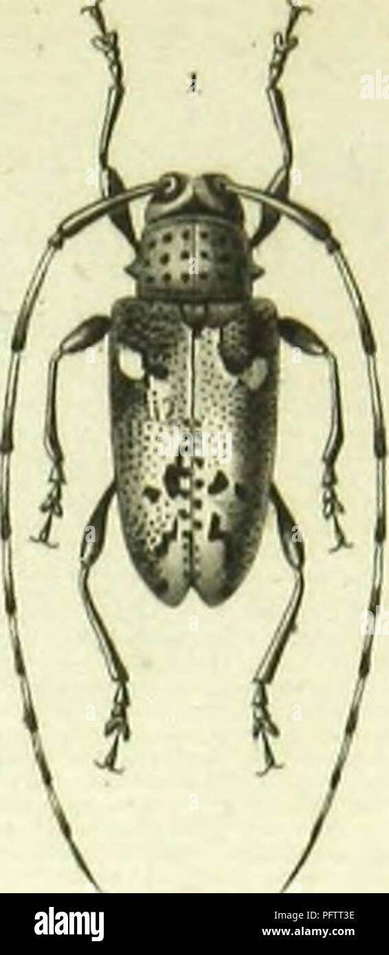 This work presents a systematic and critical exposition of the beetle ...