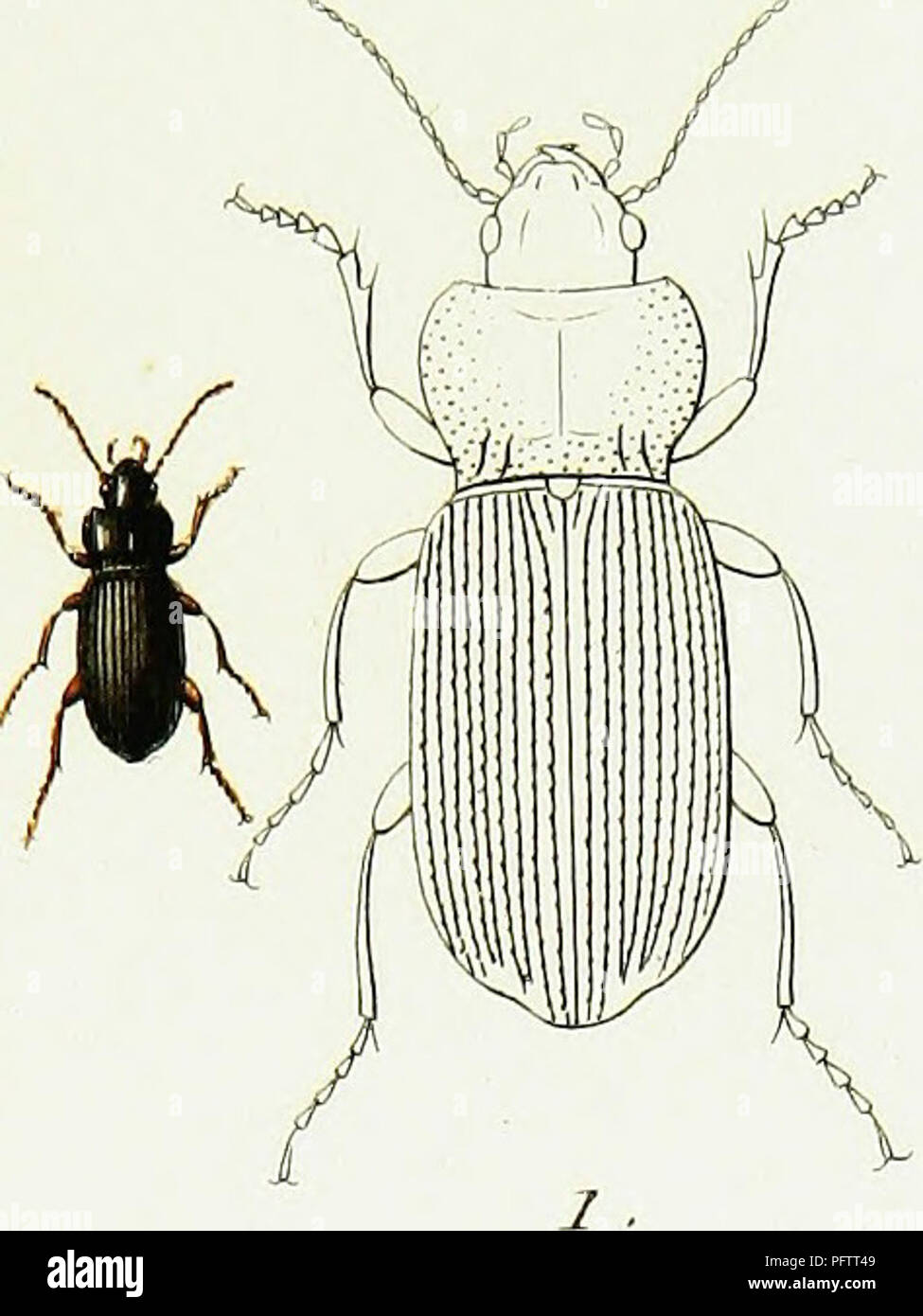 This work provides an extensive illustration and description of ...