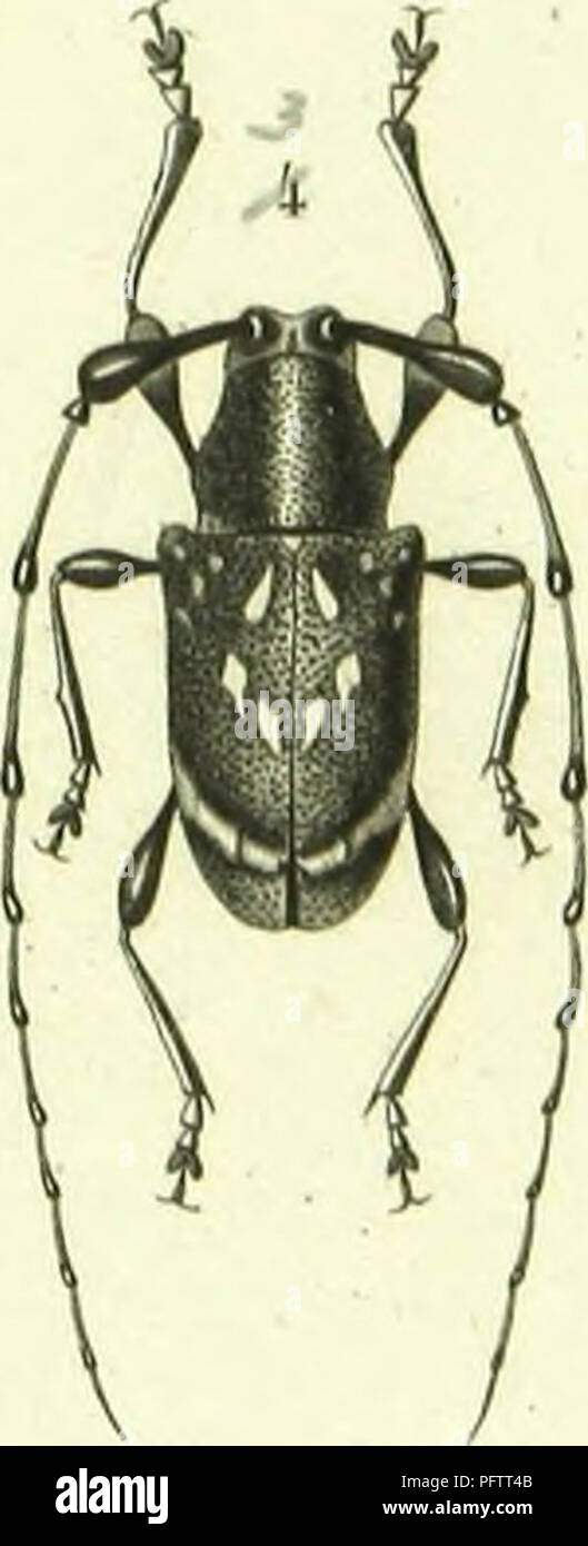 This work provides a systematic and critical examination of the genera ...