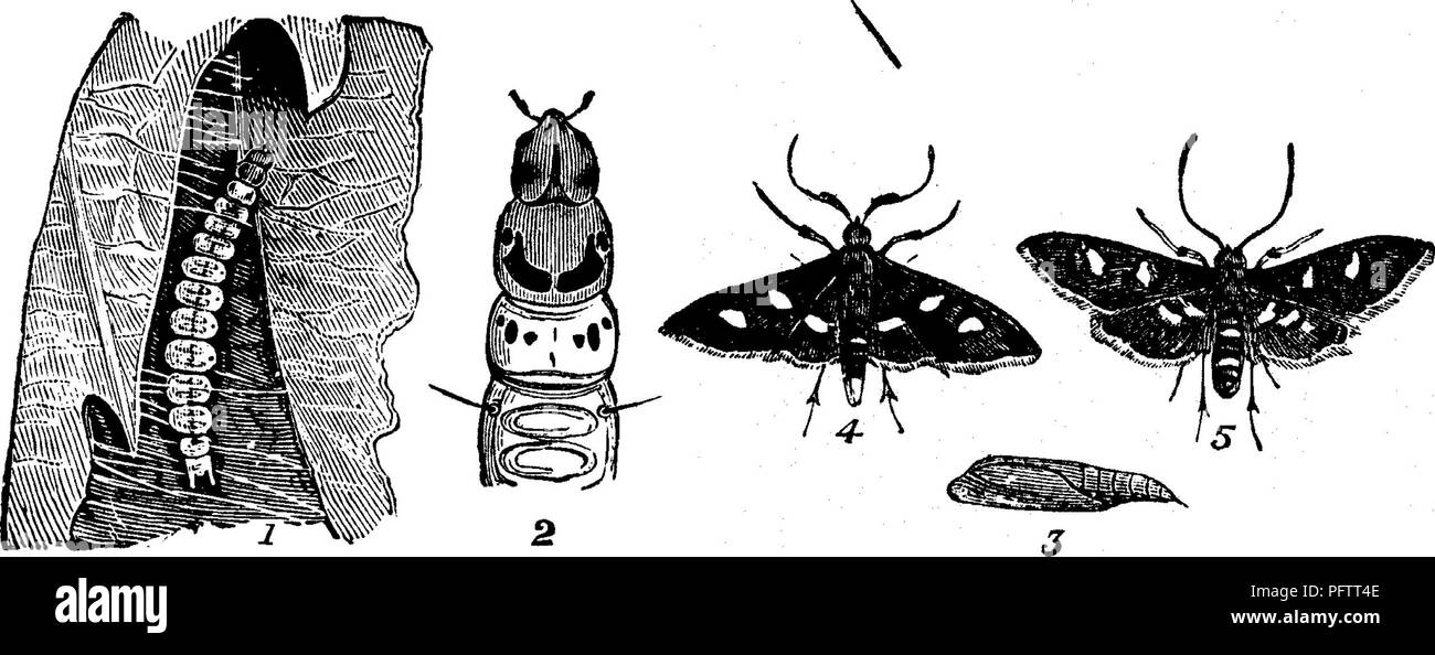 This text provides an illustrated guide to insect pests that harm fruit ...