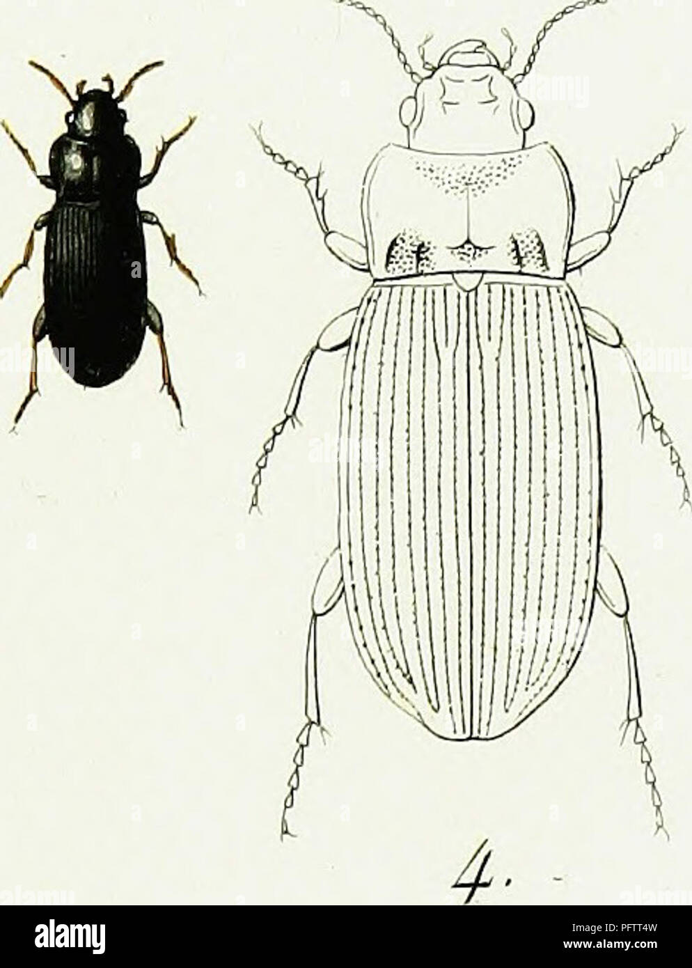 *Iconographie et Histoire Naturelle des Coléoptères d'Europe* is an ...