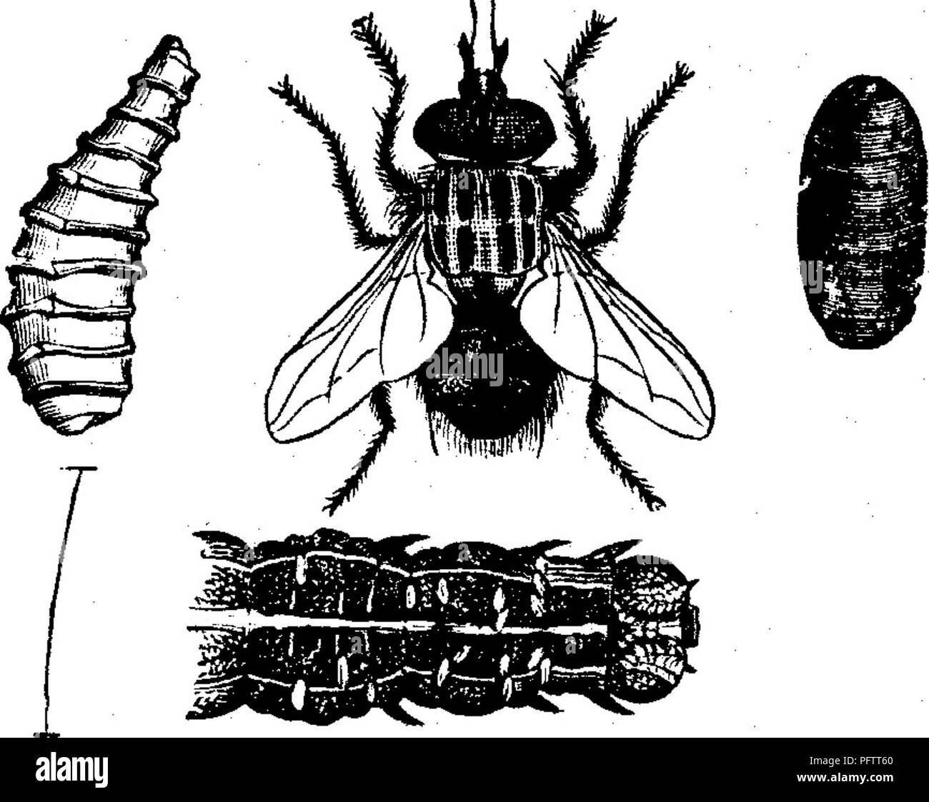 Hairy thorax and head Black and White Stock Photos & Images - Alamy