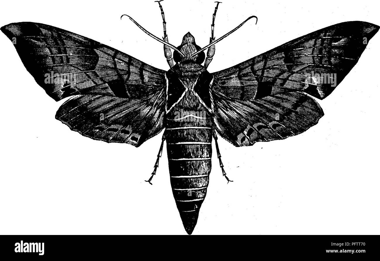 Triangular moth hi-res stock photography and images - Alamy