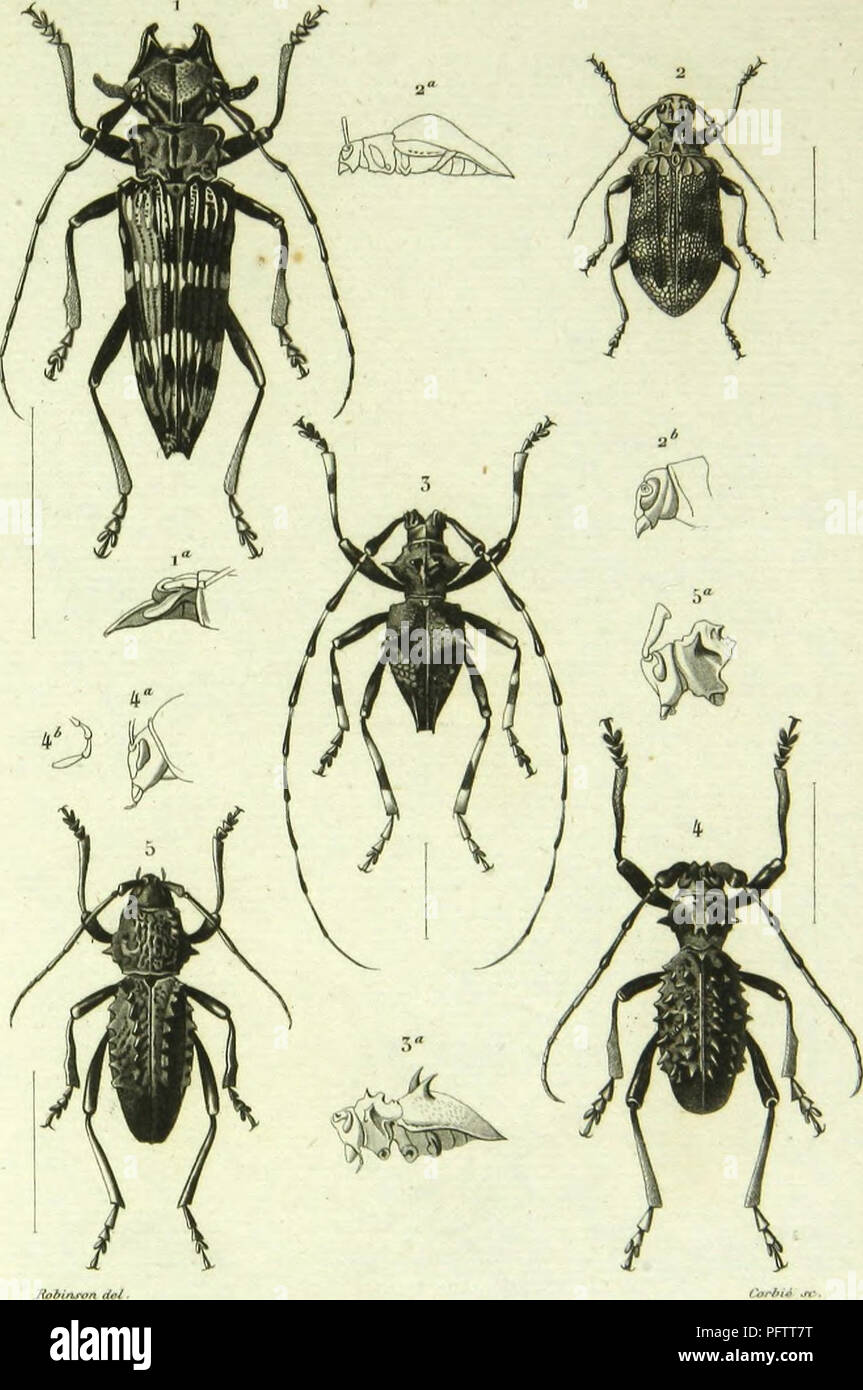This work presents a systematic and critical exposé of various beetle ...