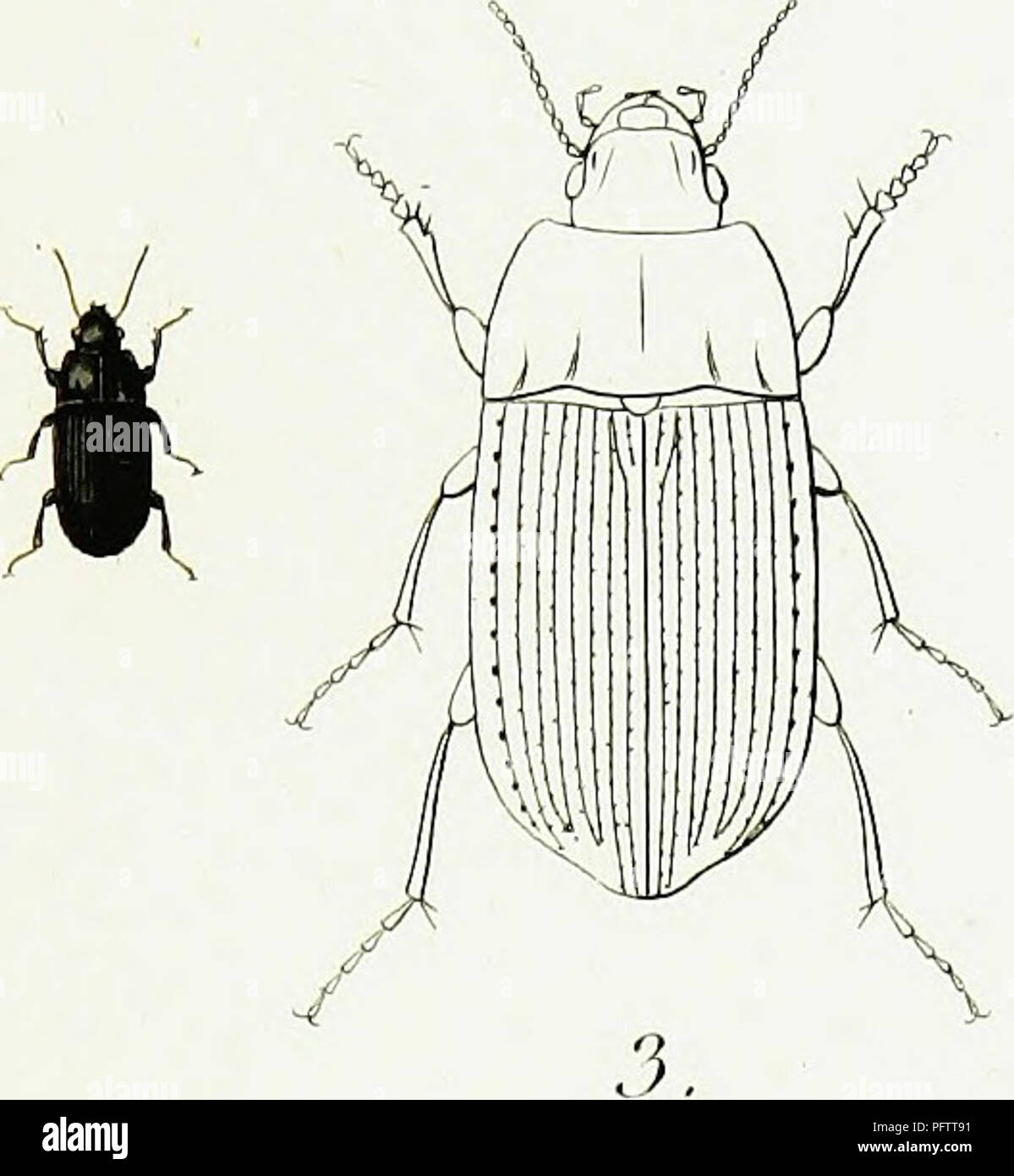 An iconographic and historical work on European beetles, detailing ...