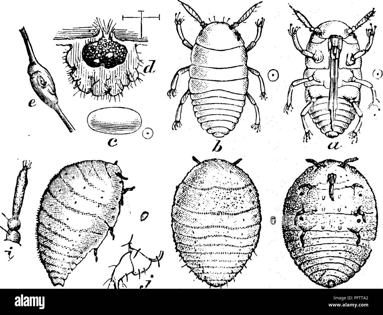 This work, illustrated with 440 woodcuts, examines various insect pests ...