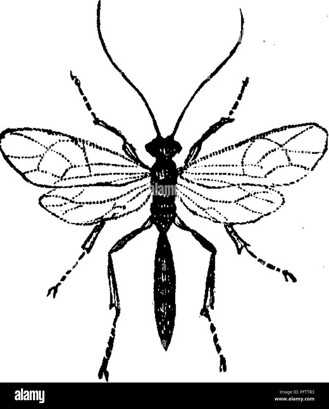 This image depicts various insect species known to damage fruit crops ...