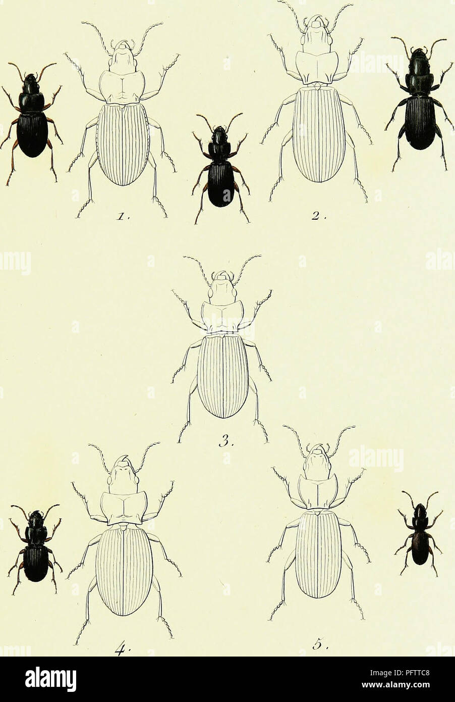 This work offers a detailed natural history and illustration of ...