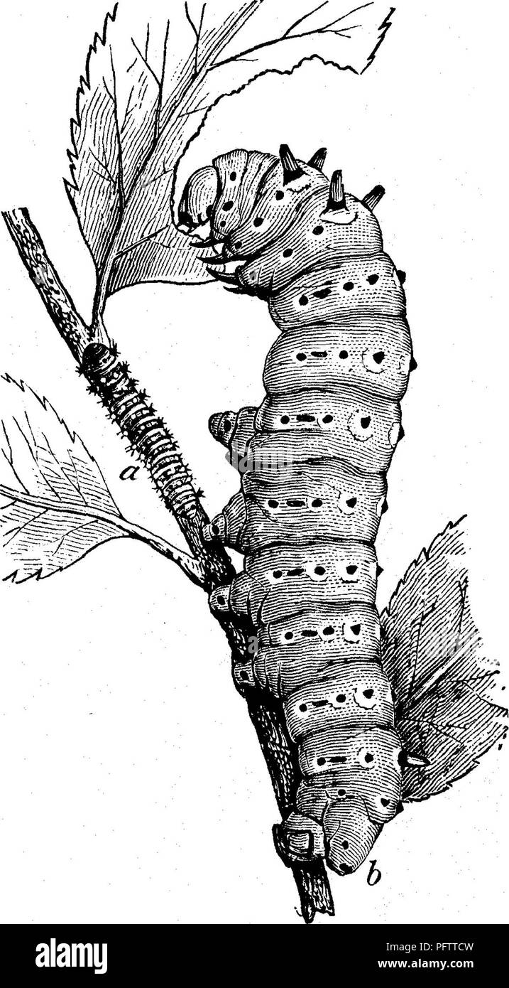 This work illustrates the various insect pests that damage fruit crops ...