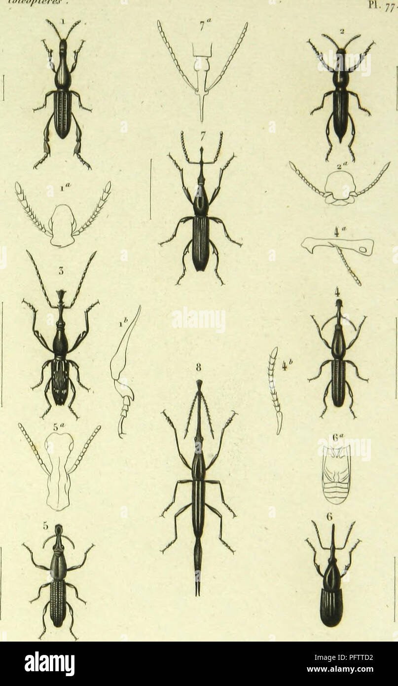 This natural history of insects focuses on the Coleoptera order, with a comprehensive ...