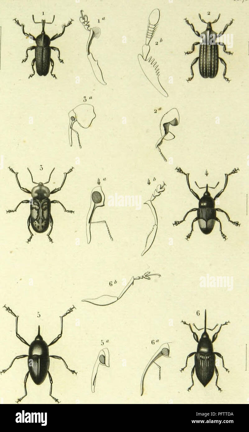 This historical illustration from the work 'Histoire naturelle des ...
