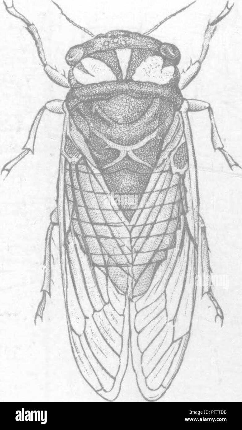 This guide details insects that damage fruit crops, with a focus on the ...