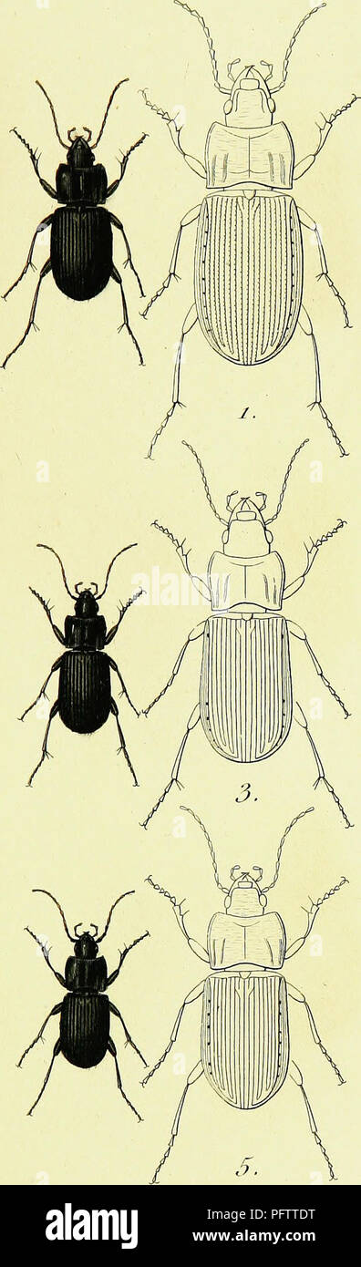 This work offers an in-depth exploration of European beetles, providing ...