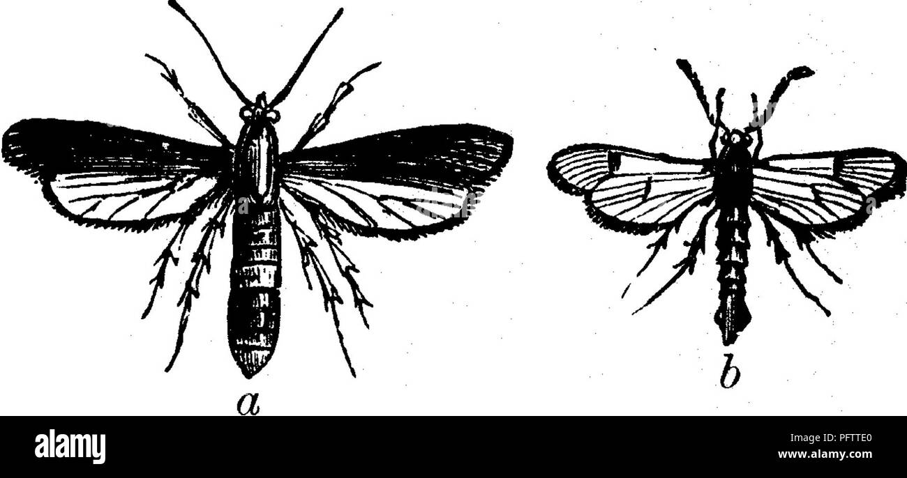 This work illustrates and describes insect pests that affect various ...