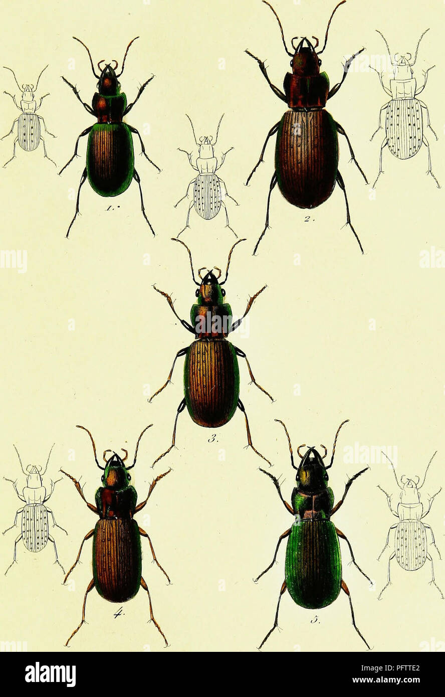 This work focuses on the natural history and classification of European ...