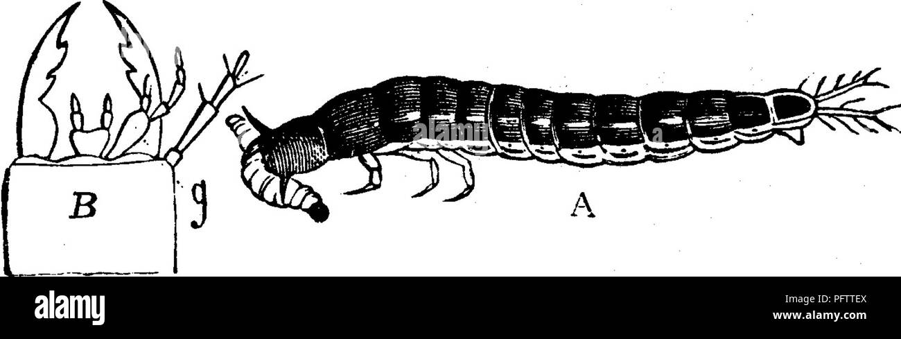 This illustration from a work on insect pests depicts ground beetles ...