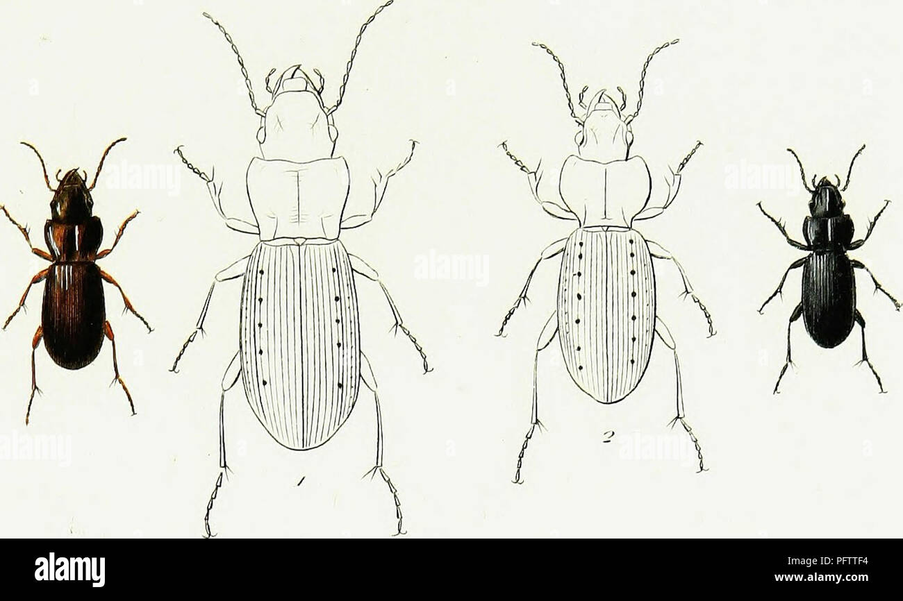This entomological work on European beetles provides an iconographic ...