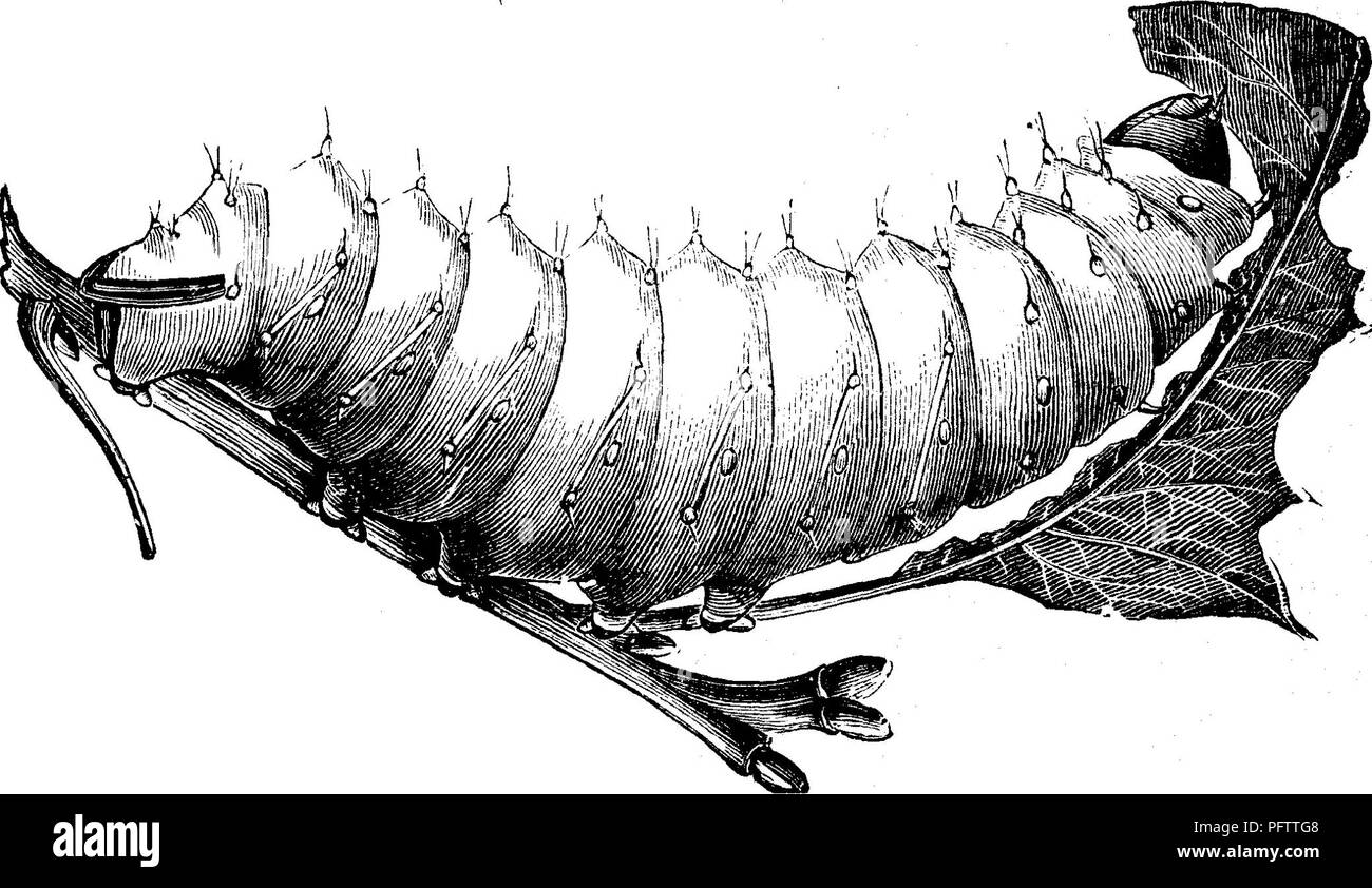 Four Winged Insect Black and White Stock Photos & Images - Alamy